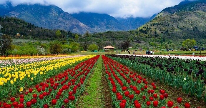 Tulip Garden Srinagar, Kashmir - Indo Tours & Adventures